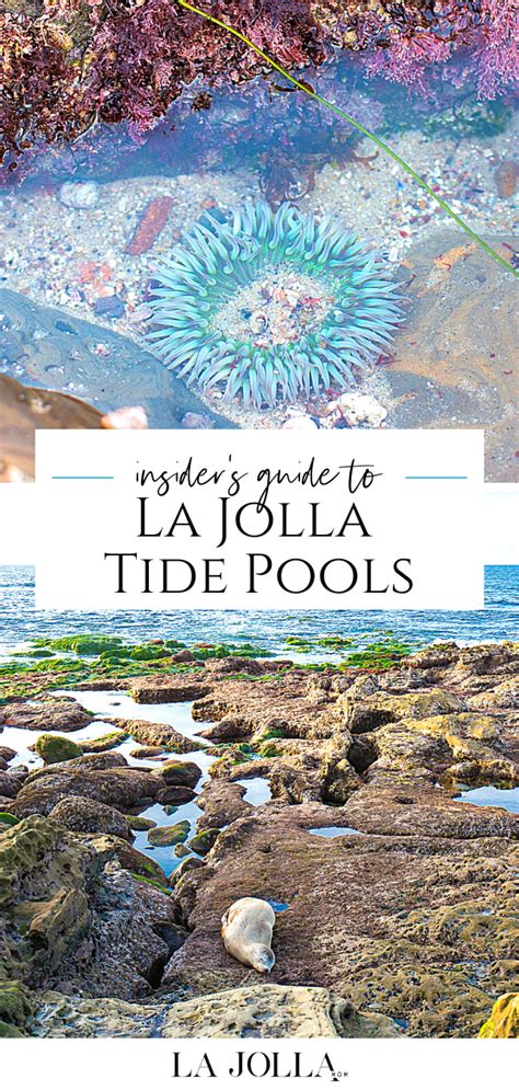 La Jolla Tide Pools Expert Tips Best Beaches When To Go And Rules 2026