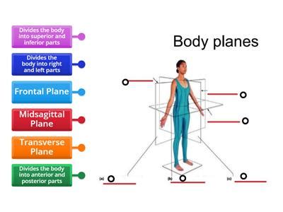 Anatomical Planes Teaching Resources