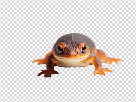 Premium Psd A Cute Newt Png