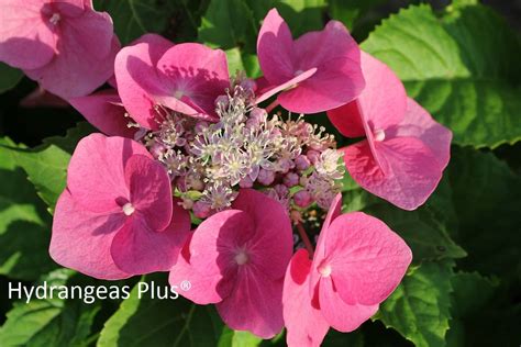 Hydrangea Macrophylla Taube Hydrangeas Plus