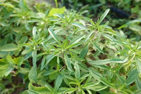 Premium Photo Closeup Thyme Plant Green Thyme Herb Which Is A