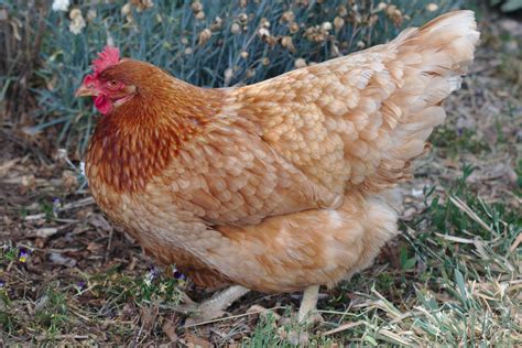 Definitive Guide To Domestic Chicken Facts Habitat Conservation