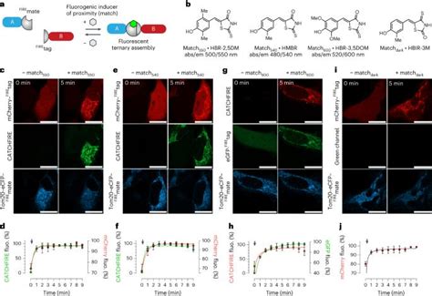 Franck Perez On Linkedin A Fluorogenic Chemically Induced Dimerization