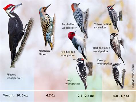9 Woodpeckers In Florida With Sounds And Identification Images
