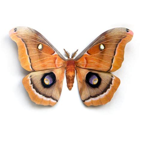 Polyphemus Moth Moth Art Moth Insect Art