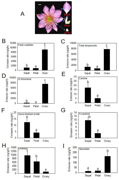 Composition And Biosynthesis Of Scent Compounds From Sterile Flowers Of