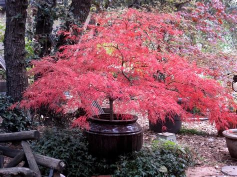 Dwarf Japanese Maple Varieties Crystallasi