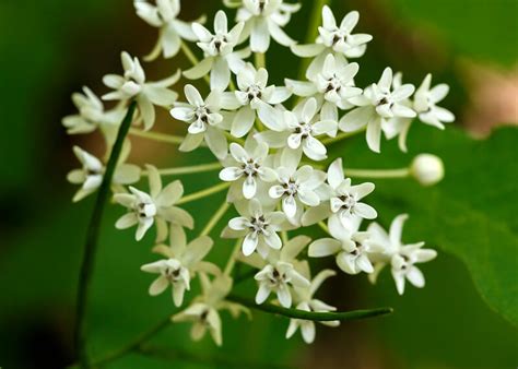 Ontario Native Plants For Shade Gardens • Native Plant Connection
