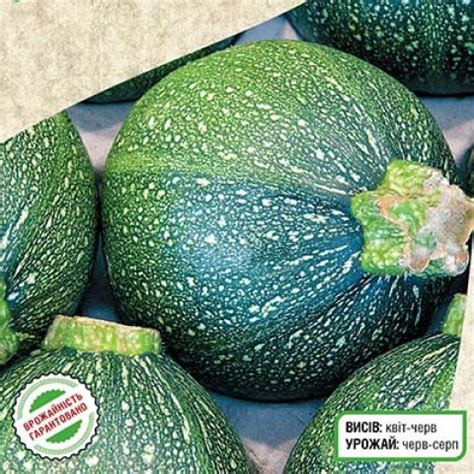Кабачок Зеленый Шар 🌱 - купить семена кабачка в Украине | FLORIUM.UA