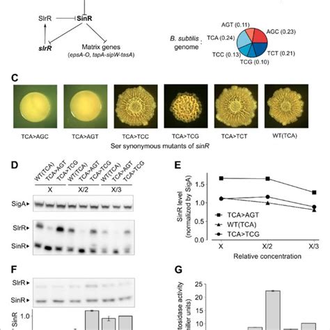 Serine Codon Bias Of Biofilm Regulated Genes Reflects Their Expression