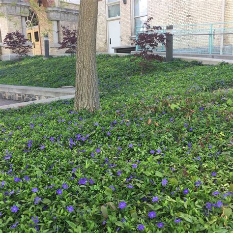 12 Ground Cover Plants To Grow In Massachusetts