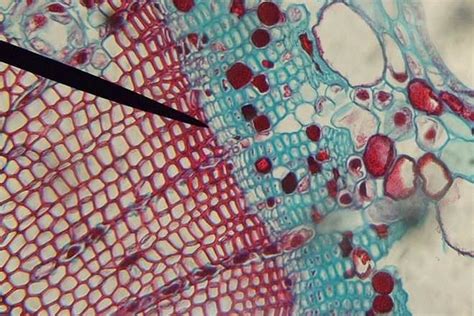 Phloem Tissue Under Microscope