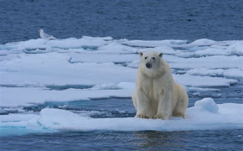 Polar Bear Resting On An Ice Floe In Svalbard Norway 81st Parallel