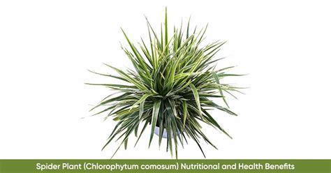 Nutritional And Health Benefits Of African Breadfruit Treculia