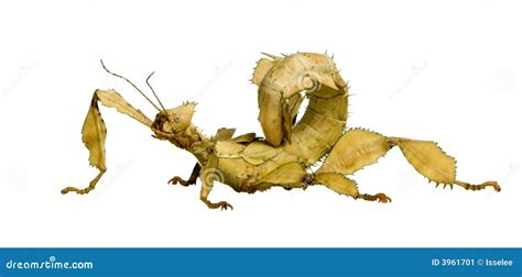 Stick Insect Phasmatodea Extatosoma Tiaratum Stock Image Image Of