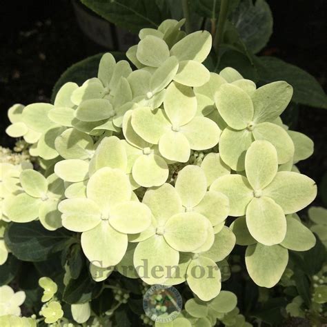 Panicle Hydrangea Hydrangea Paniculata Early Evolution In The