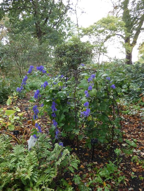 Photo Of The Entire Plant Of Climbing Monkshood Aconitum Hemsleyanum