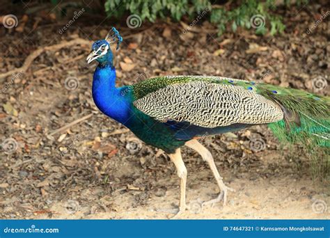 Beautiful Vibrant Colors Peacock Indian Peafowl Blue Peafowl Pavo