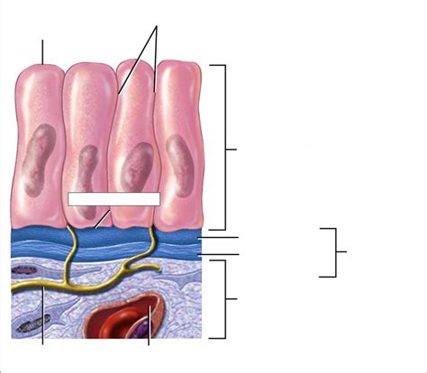 What Is Meant By Columnar Cell At Patricia Bouchard Blog