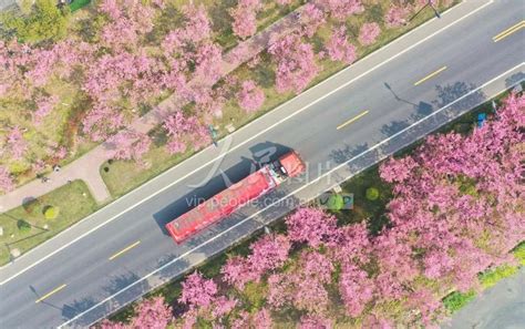 浙江湖州：樱花大道景如画 人民图片网