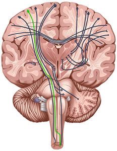 Pyramidal System Easy Anatomy 3d