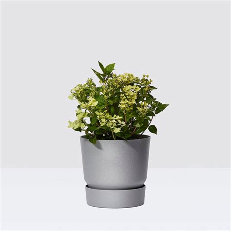 Hydrangea Paniculata Light Pink Patch