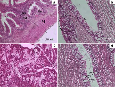 A Normal Frog Esophagus Stomach Section In Frog Control Group Tunica