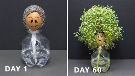 Growing Chia Seeds On Egg 60 Days Time Lapse Chia Pet 3 Growing