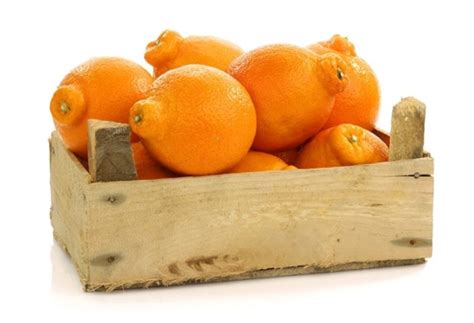 16 Jenis Jenis Jeruk Di Seluruh Dunia Mana Yang Populer