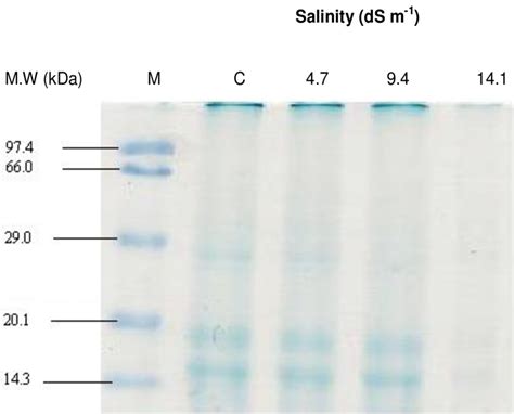 Effect Of Various Concentrations Of Salinity On Polypeptide Patterns Of