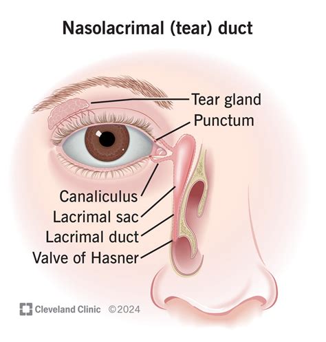 Blocked Tear Duct Causes Symptoms Treatment And Prevention
