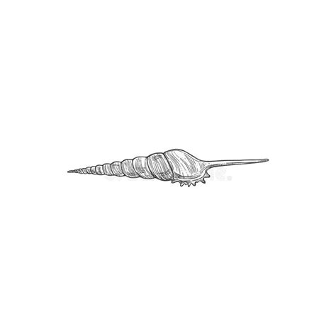 Sketch Seashell Vector Conch On White Background Stock Illustration
