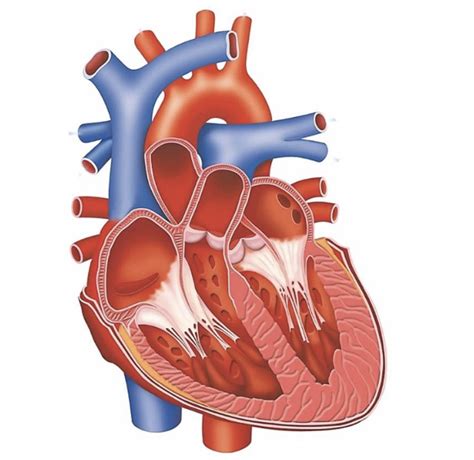 Diagram Of Lab 1 Heart Diagram Quizlet