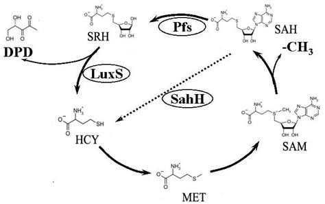 Process Of Activated Methyl Cycle Amc Adapted From Vendeville Et Al