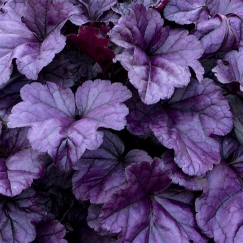 Perennial Ground Cover Collection Golden Valley Plants