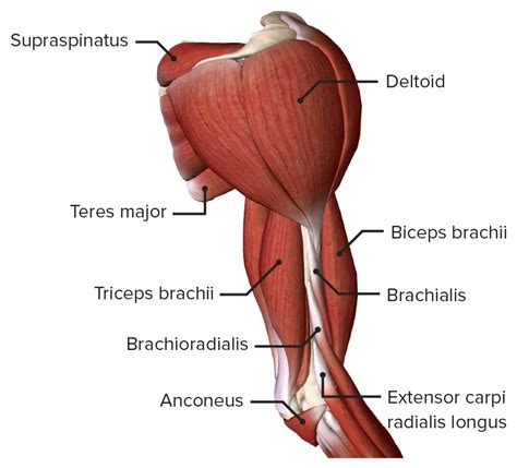 Arm Anatomy [ Video] Lecturio Medical