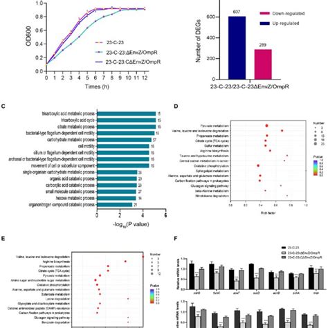 Effect Of Envz Ompr On Growth Of 23 C 23 A Growth Curve Of 23 C 23 Download Scientific