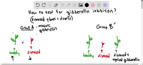 Solvedprolonged Exposure Of Amylopectin To Starch Phosphorylase Yields