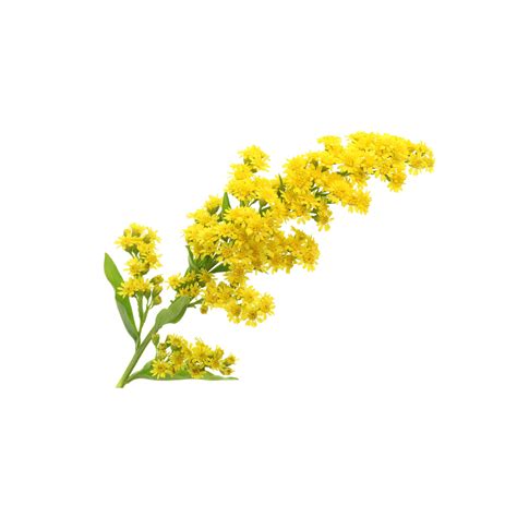 Solidago Golden Penguin Import Xport