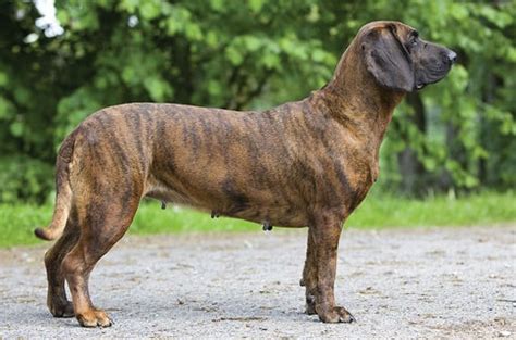 Plott Hound History A Hound Of A Different Color Showsight Magazine