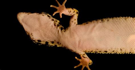 Male Vs Female Leopard Geckos A Z Animals