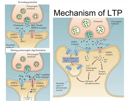 Neuroplasticity Ppt