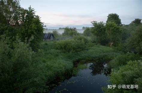 独角仙：大自然中的神秘精灵 知乎
