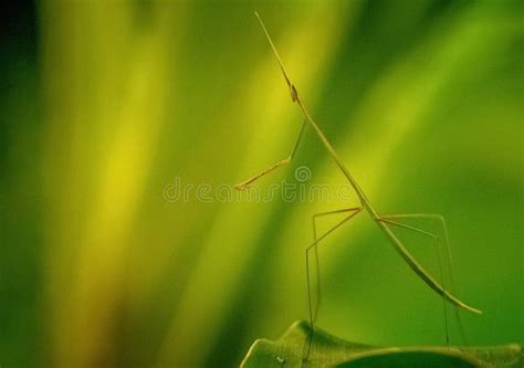 Grass Mantis Portrait Close Up Of Green Grass Mantis Standing On The