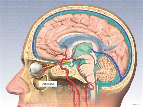 The Optic Nerve Sagittal View Trialquest Inc