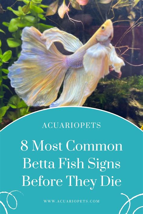 Iss Betta Fo You Artofit