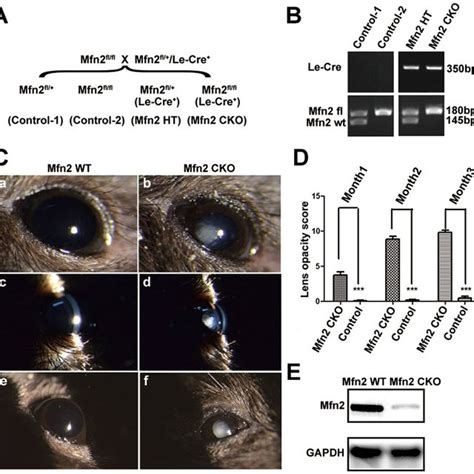 Generation Of Head Ectoderm Specific Mfn2 Conditional Knockout Mice Download Scientific