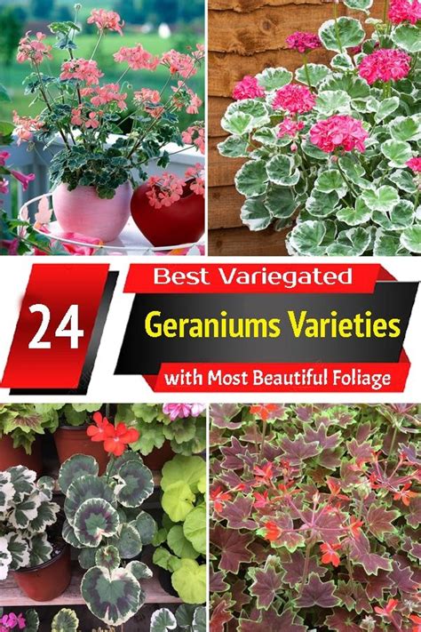 24 Best Geranium Varieties With Attractive Foliage Geranium Plant