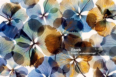 Pressed And Dried Dry Flower Hydrangea Isolated On White Background
