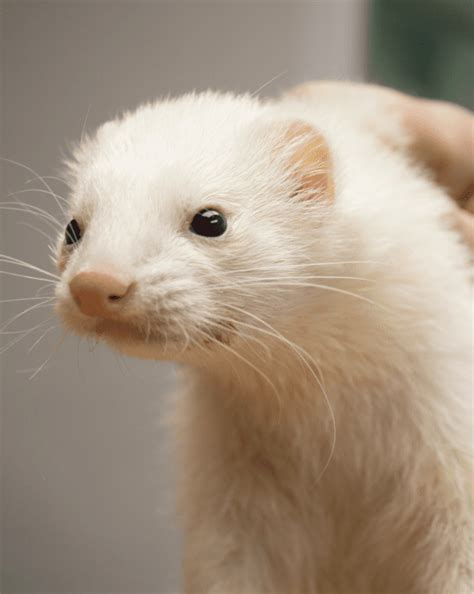 Marked White Ferret